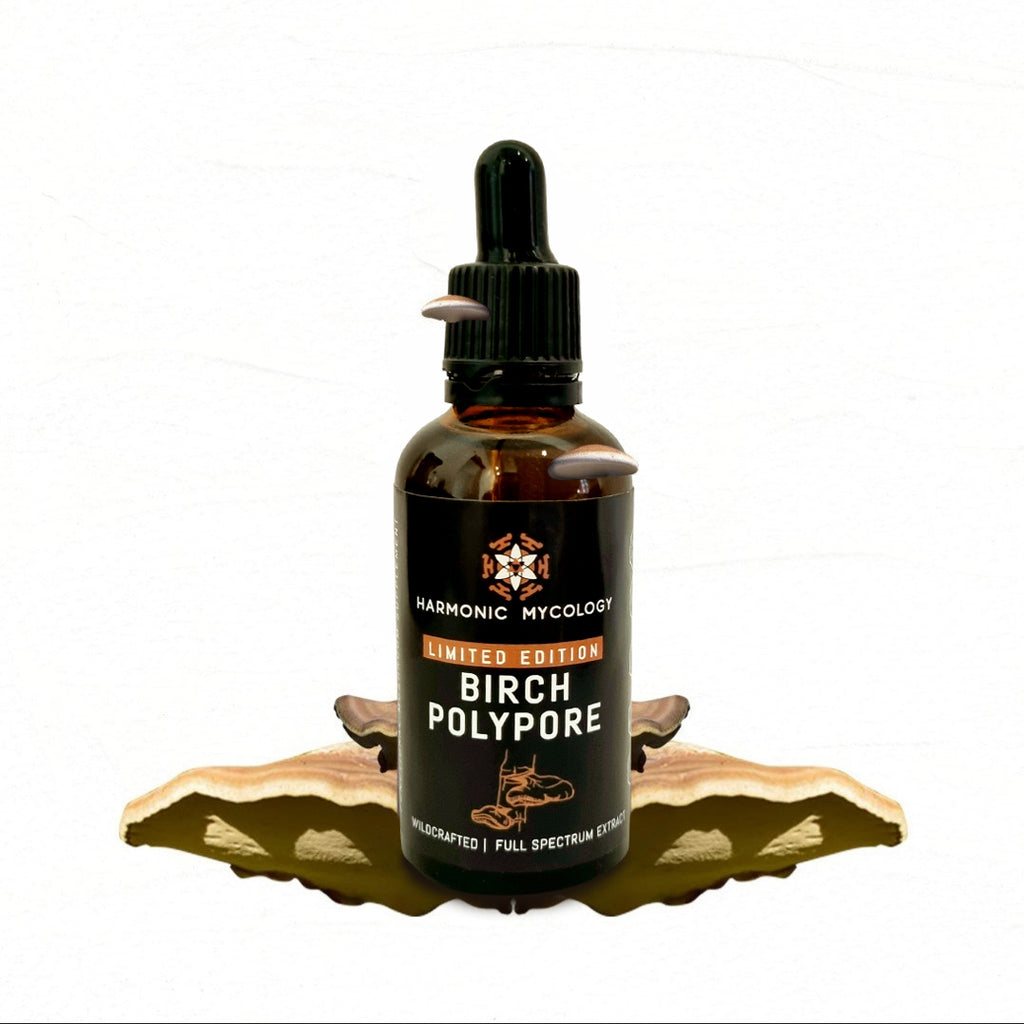 Birch Polypore extract 50ml – Harmonic Mycology